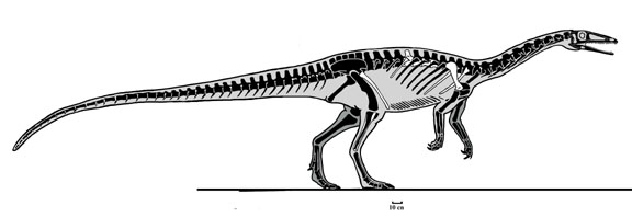 Gojirasaurus Skeleton